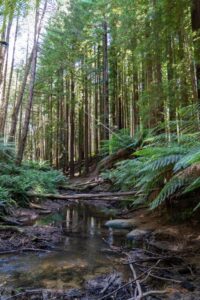 The beautiful Redwoods in the Otways National Park