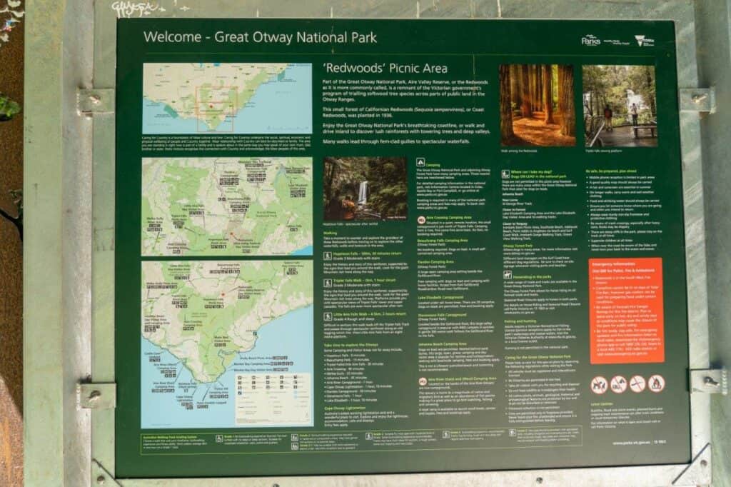 The beautiful Redwoods in the Otways National Park