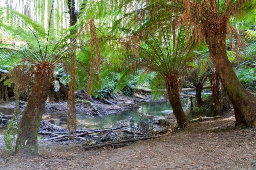 The beautiful Redwoods in the Otways National Park