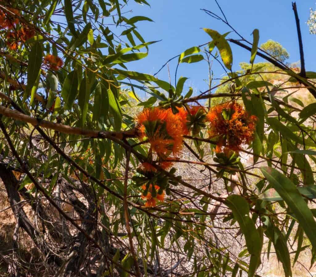 Elim Beach; unbelievable, protected beach camping near Cooktown