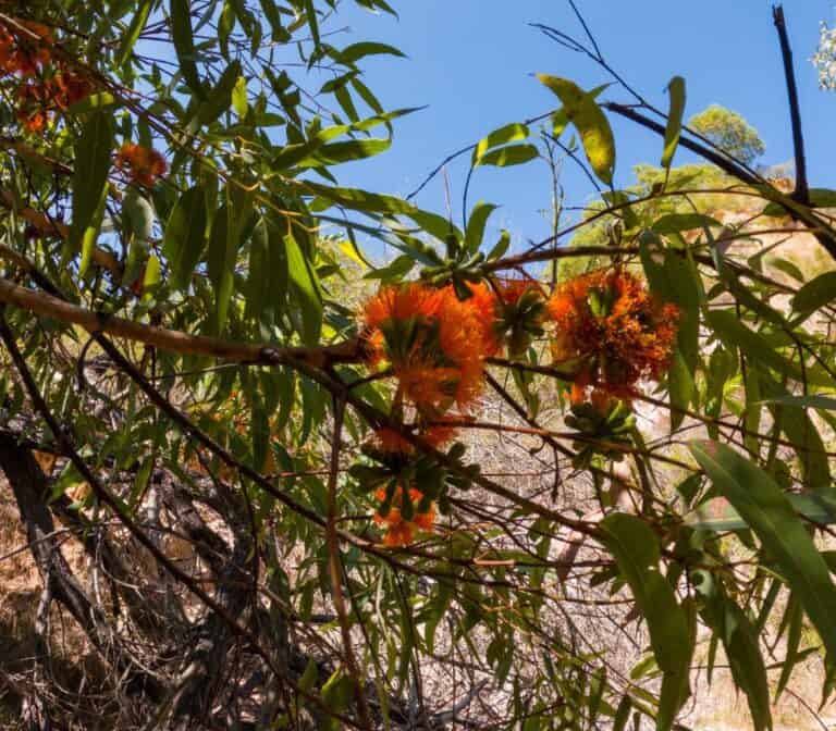 Elim Beach; unbelievable, protected beach camping near Cooktown
