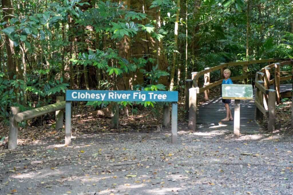 Clohesy Fig Tree and 4WD track