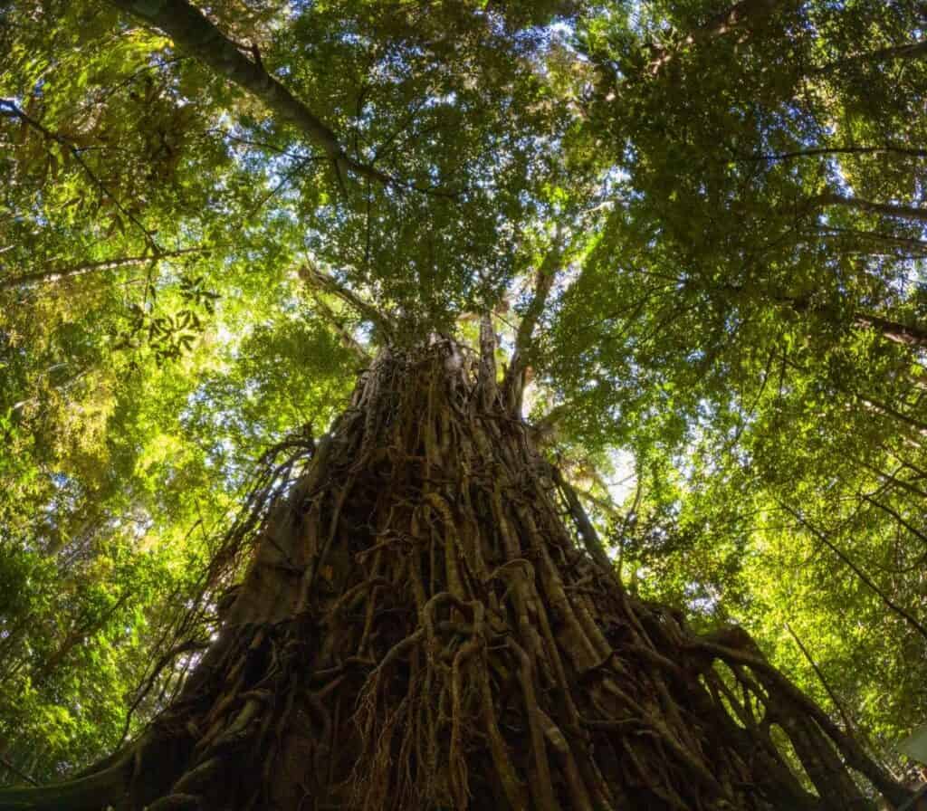 Clohesy Fig Tree and 4WD track