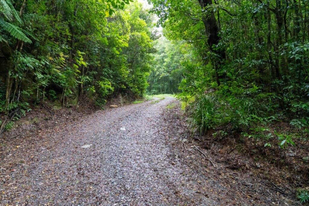 Mt Lewis National Park; incredible rainforest by 4WD