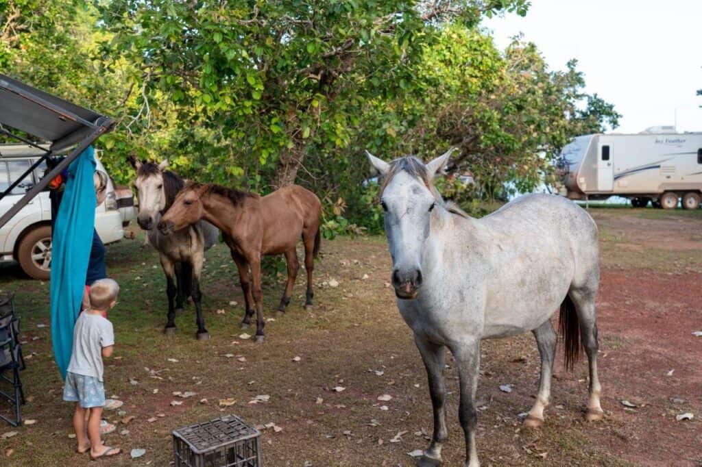 Alau Beach; insane beach front camping at Cape York