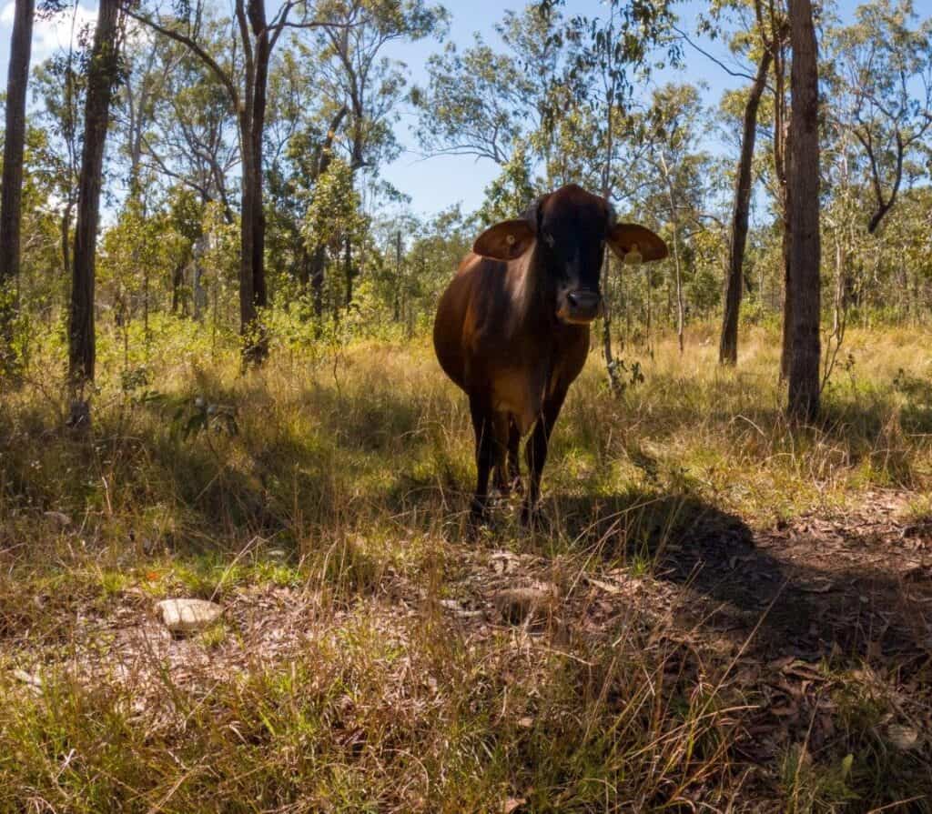 Blencoe Falls; Queensland's best?