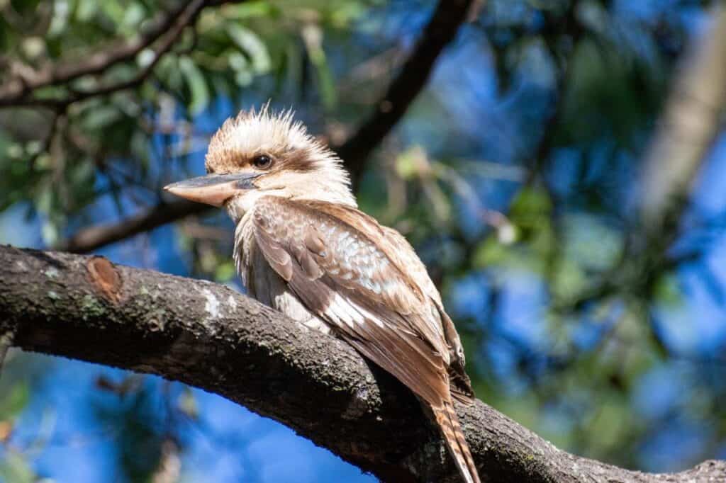 Emu Creek Camping in the Benarkin State Forest