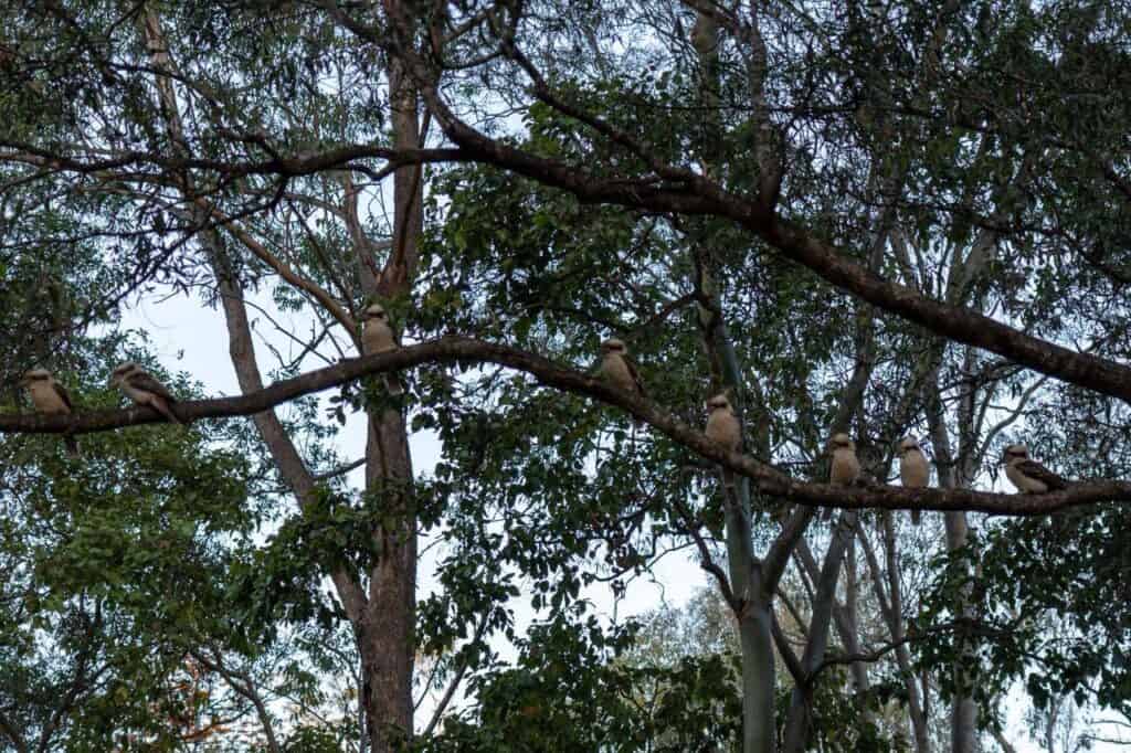 Emu Creek Camping in the Benarkin State Forest