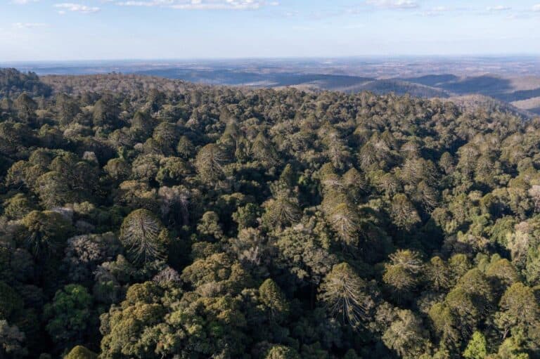 Bunya Mountains Camping