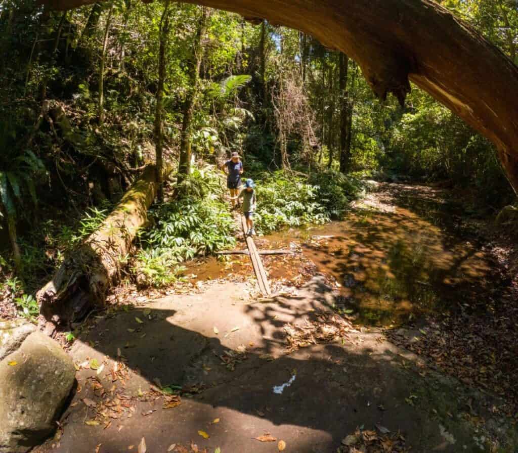Main Range National Park Camping; Poplar Flat and Manna Gum