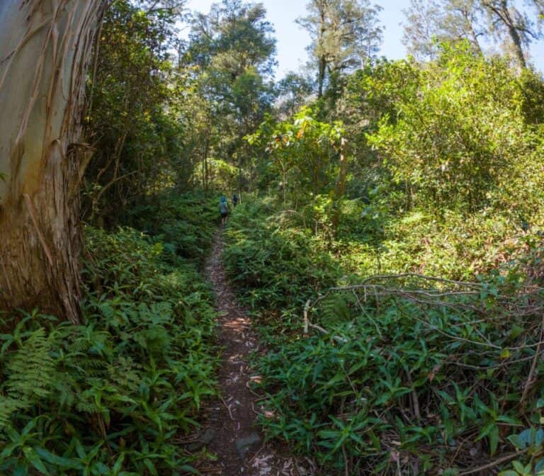 Main Range National Park Camping; Poplar Flat and Manna Gum