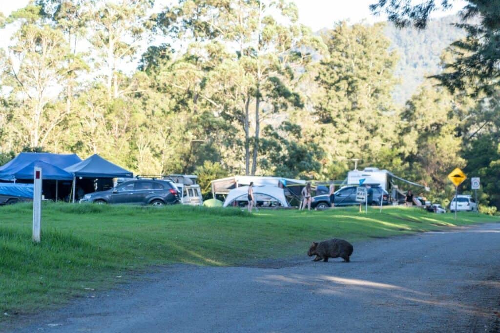Bendeela Camping; wombats and river front bliss - 4WDing Australia