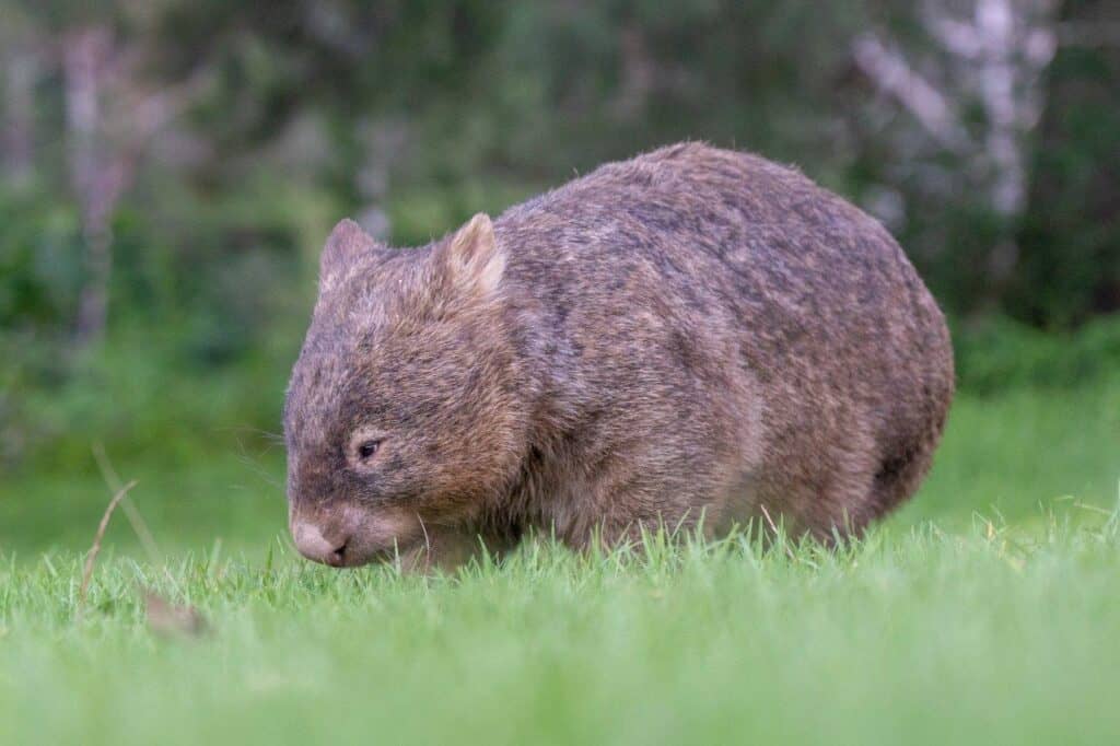 Bendeela Camping; wombats and river front bliss - 4WDing Australia