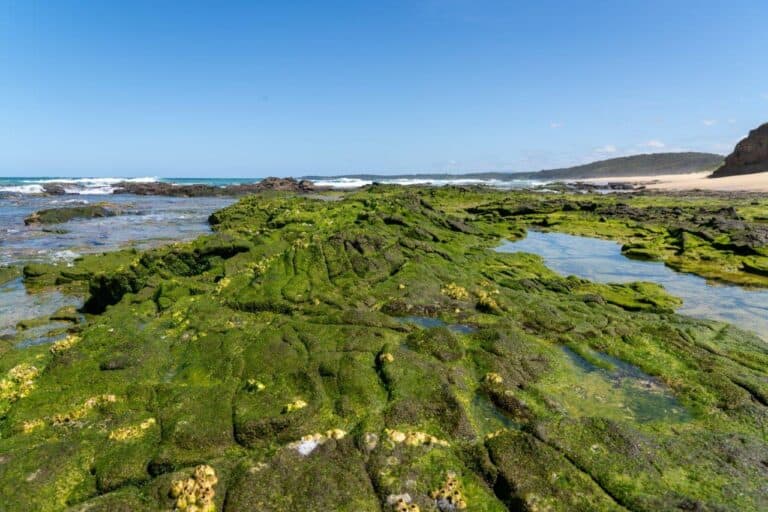 Congo Campground; one of the best NSW coastline options - 4WDing Australia