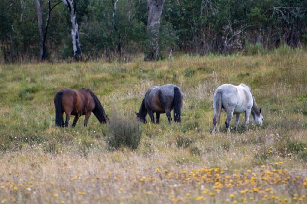 Three Mile Dam Campground; beautiful camping in Kosciuszko - 4WDing ...